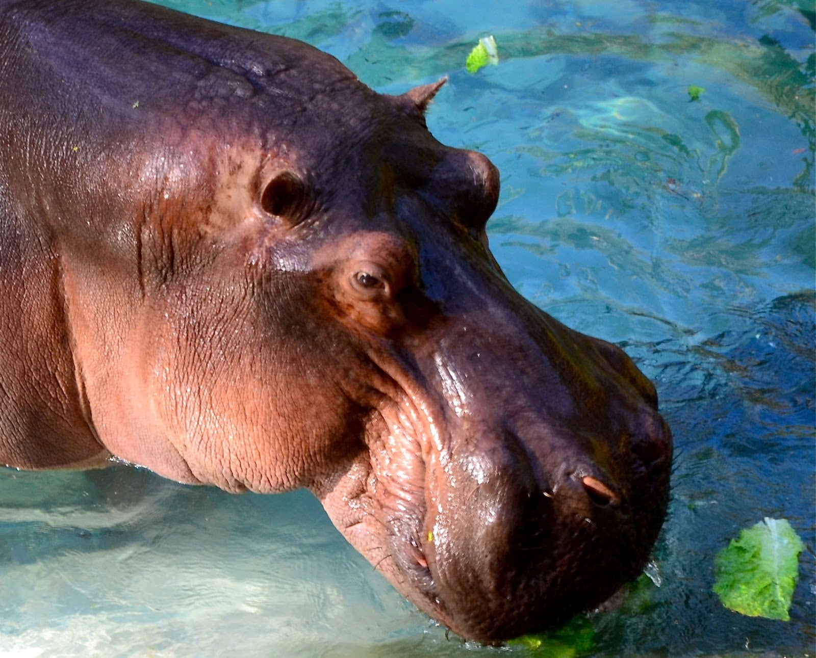 Attractions at Africa Region of Disney's Animal Kingdom - Disney World